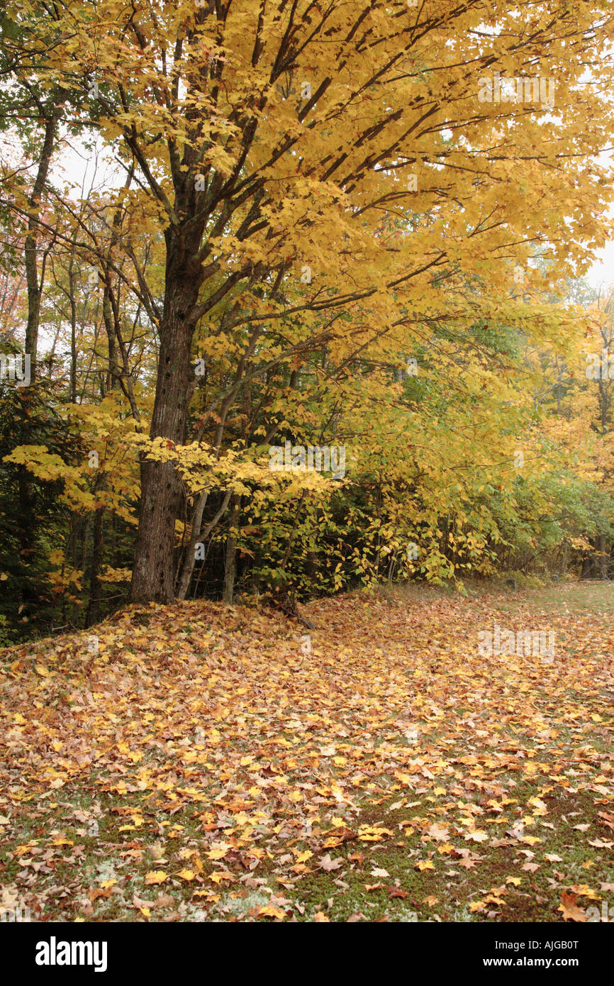 Maple trees in the forest during the autumn months in scenic New ...