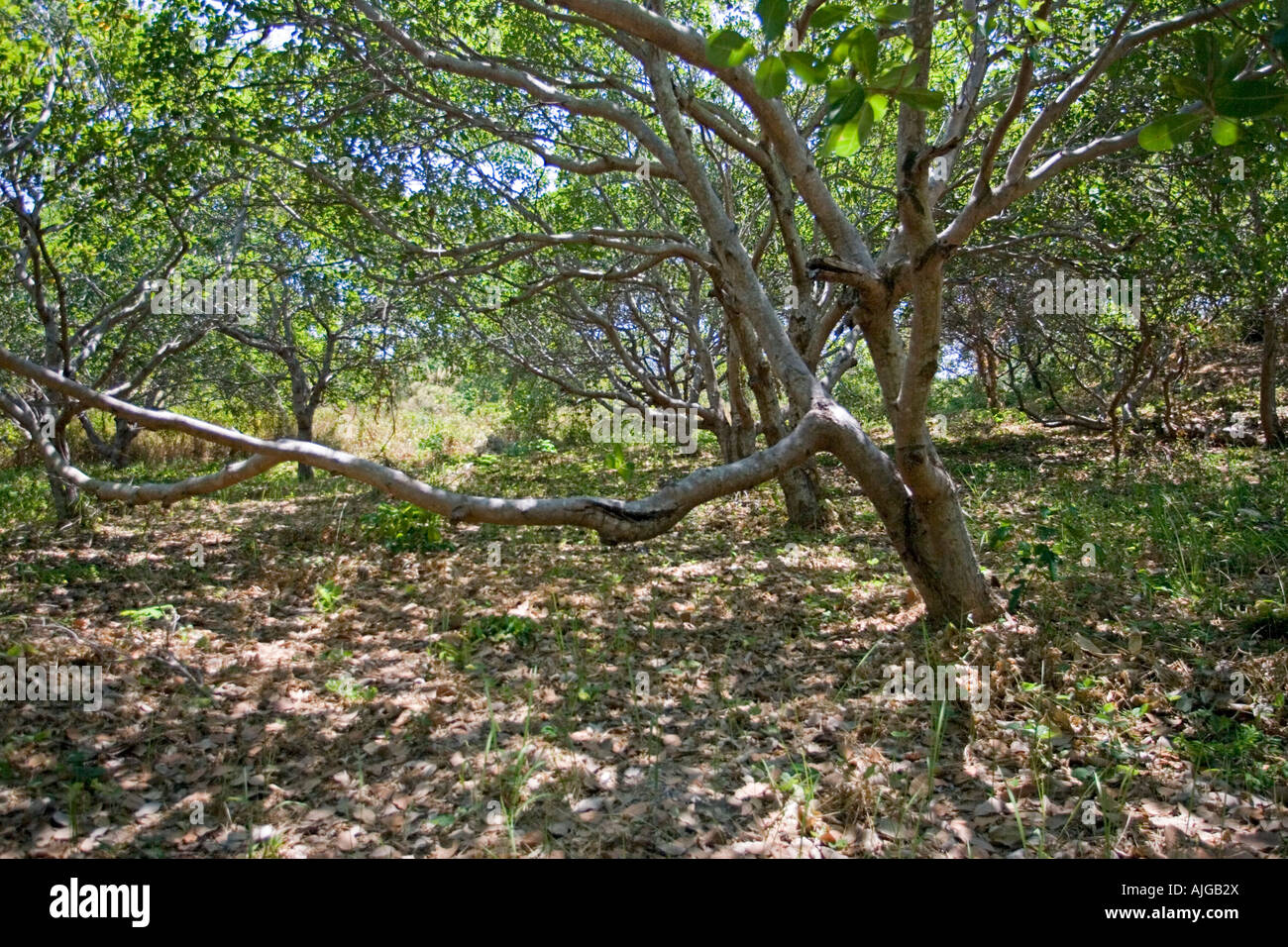 Cashew plantation hi-res stock photography and images - Alamy