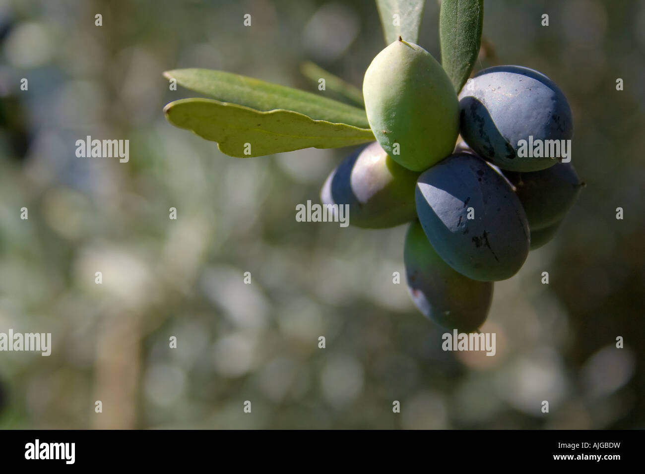 Several ripe olives hanging on olive tree Stock Photo - Alamy