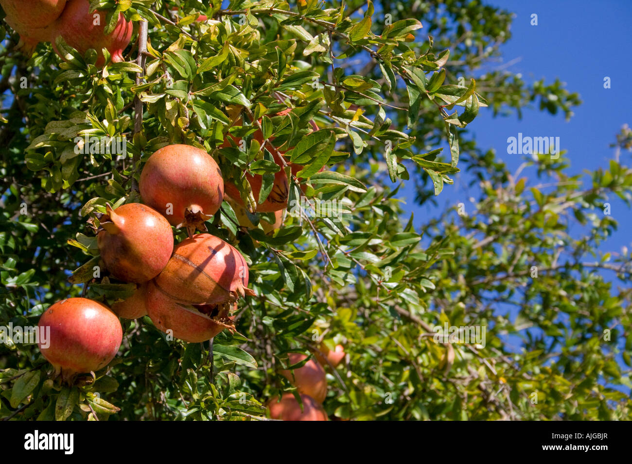 Cracked ripe pomegranate fruit on hi-res stock photography and images ...