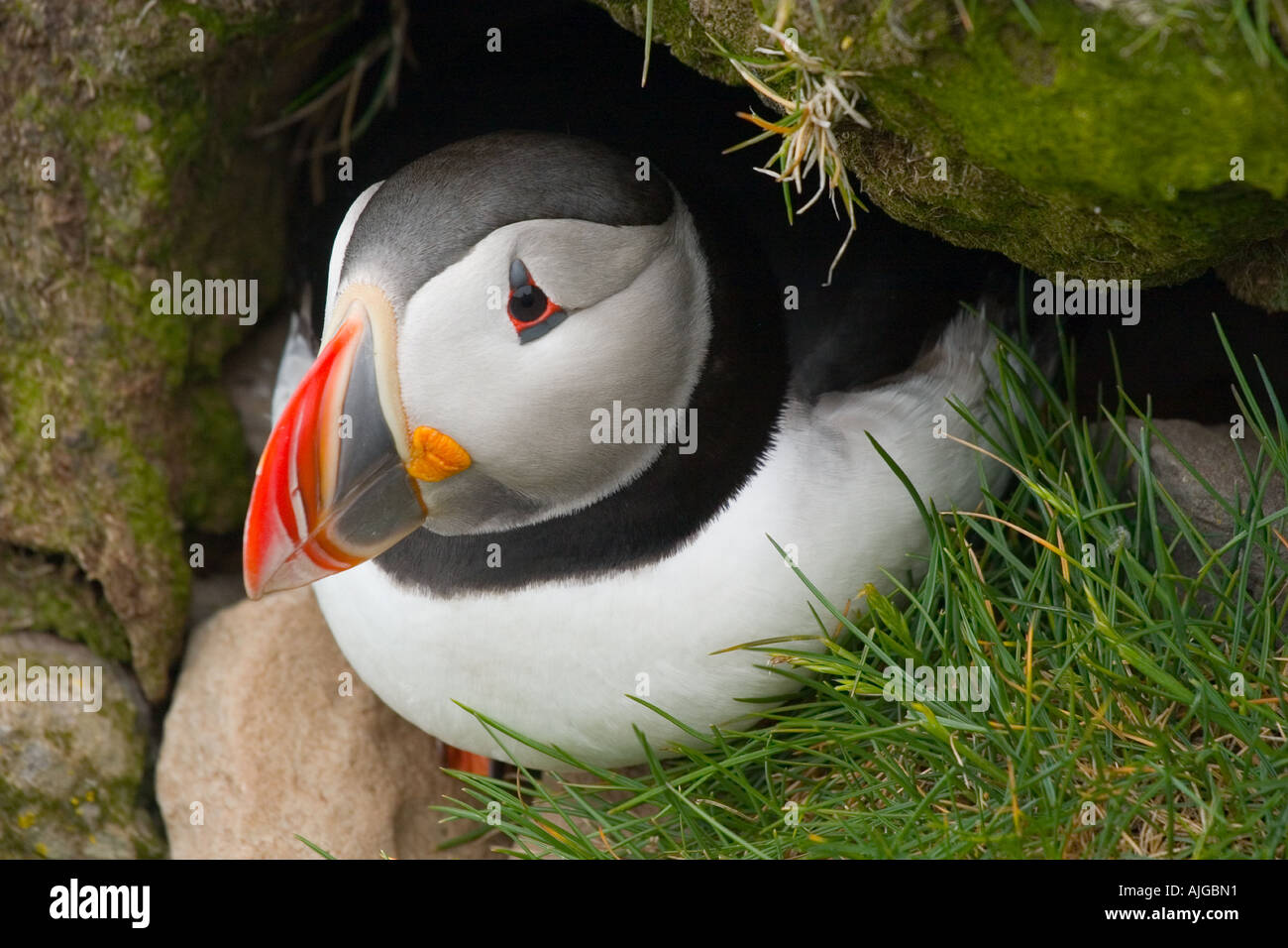 Atlantic puffin on nest Stock Photo - Alamy