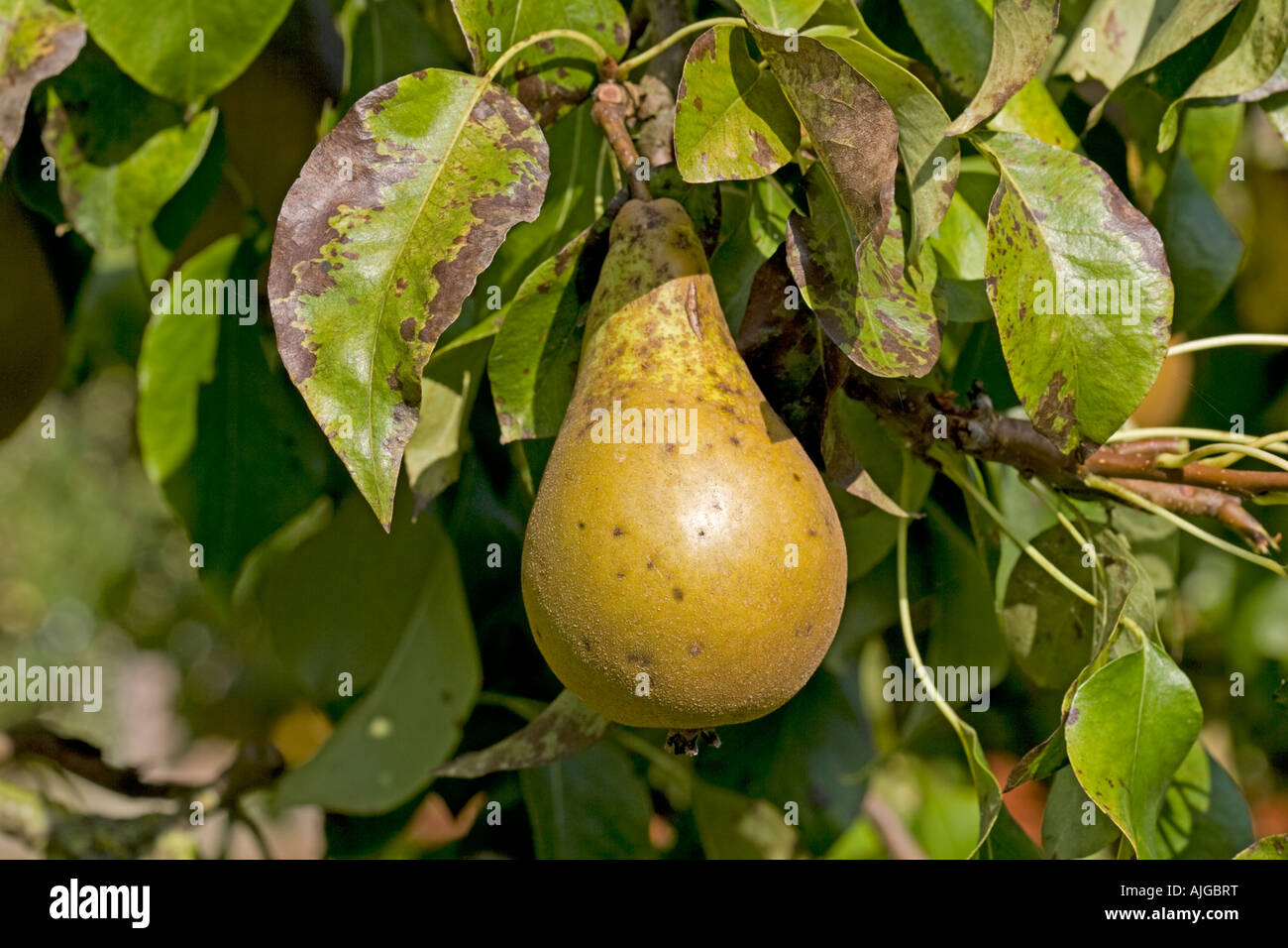 Conference pear tree hi-res stock photography and images - Alamy