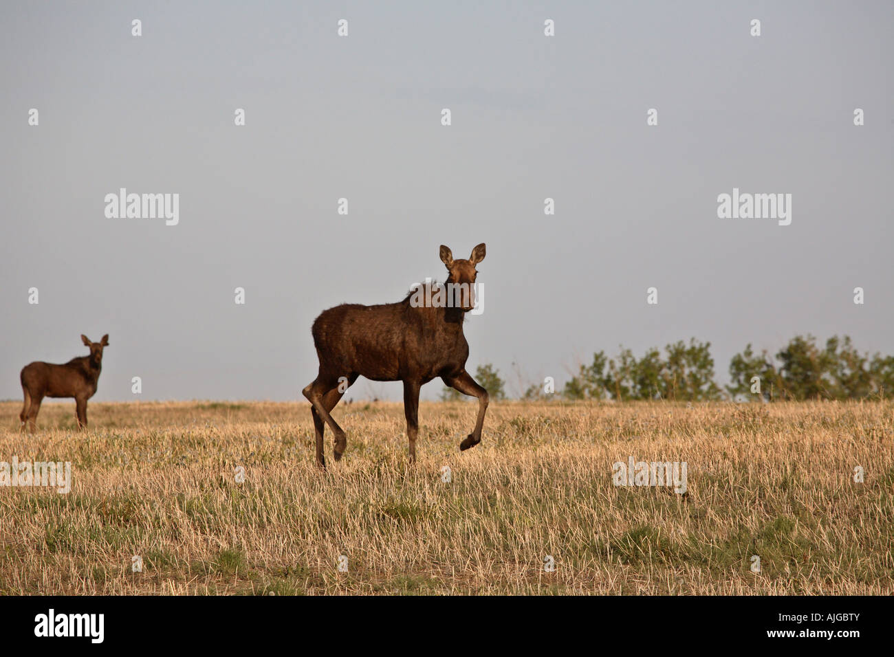 Cow moose with male offspring Stock Photo - Alamy