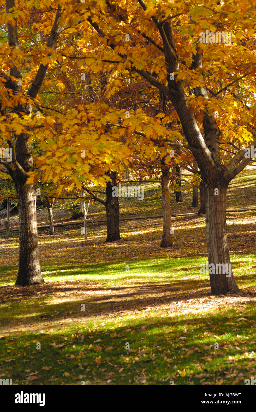 fall in the park Stock Photo - Alamy