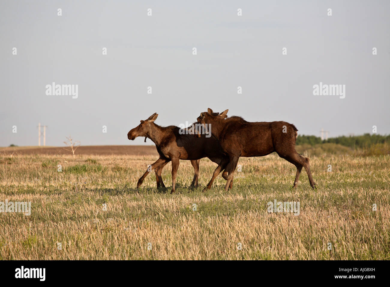 Cow moose with male offspring Stock Photo - Alamy