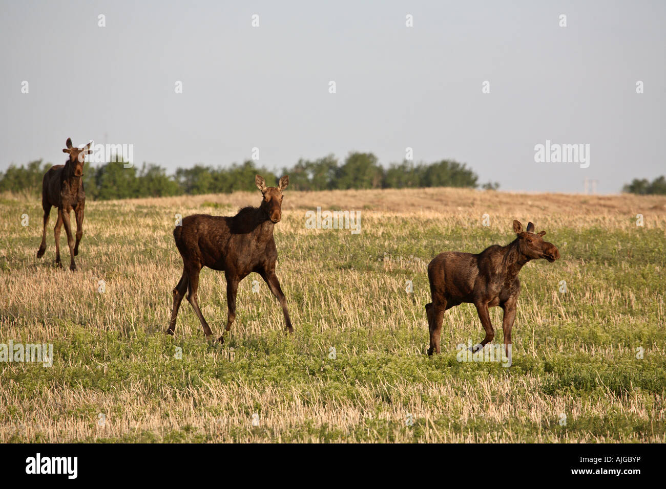 Moose in Saskatchewan field Stock Photo - Alamy