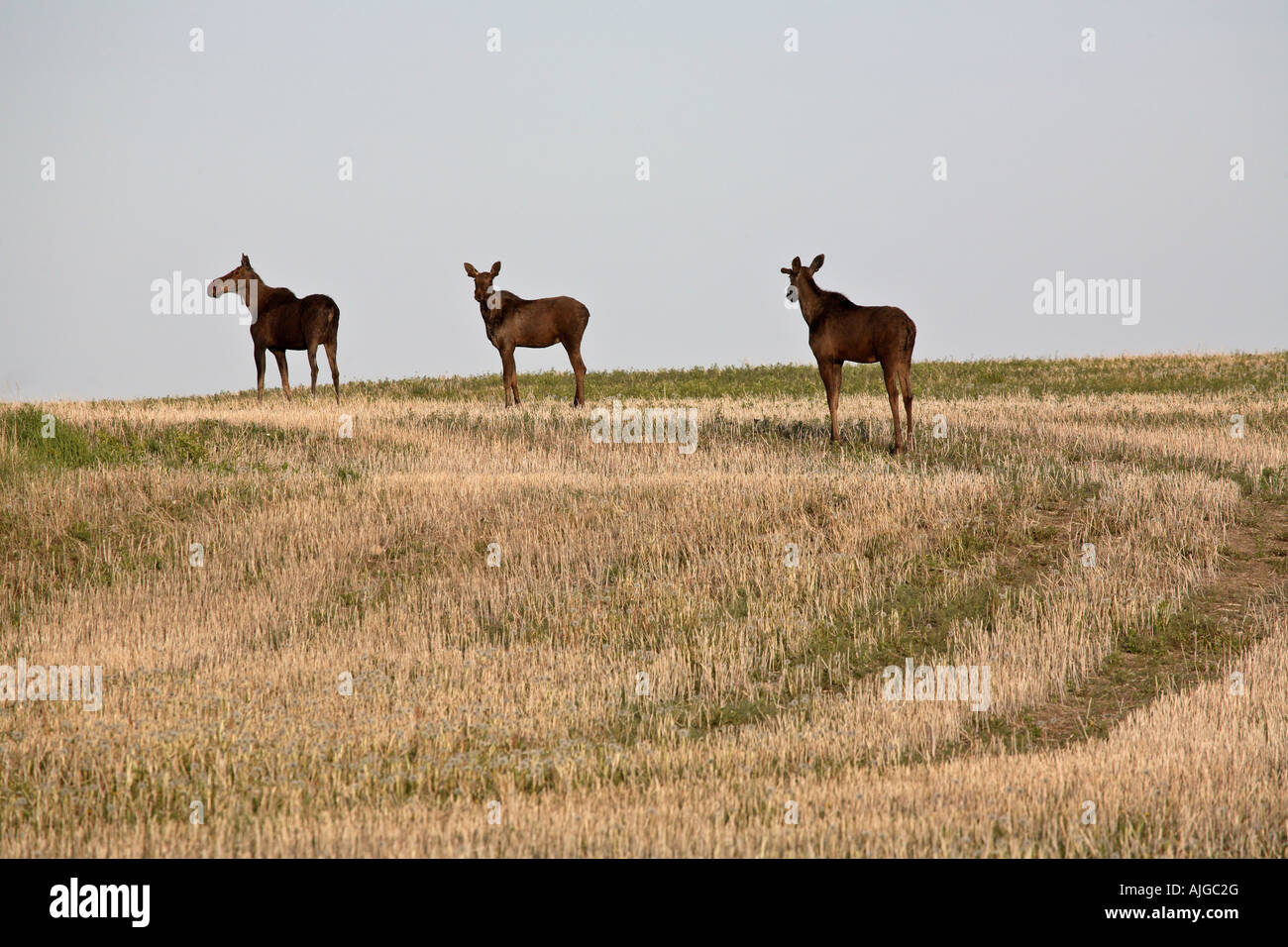 Moose in Saskatchewan field Stock Photo - Alamy