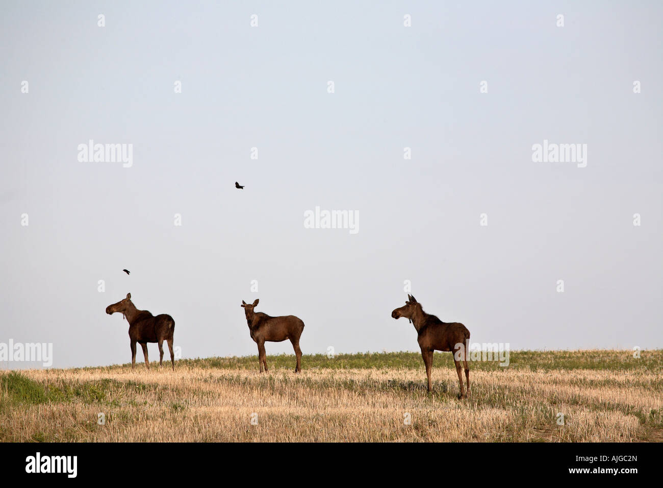 Moose in Saskatchewan field Stock Photo - Alamy