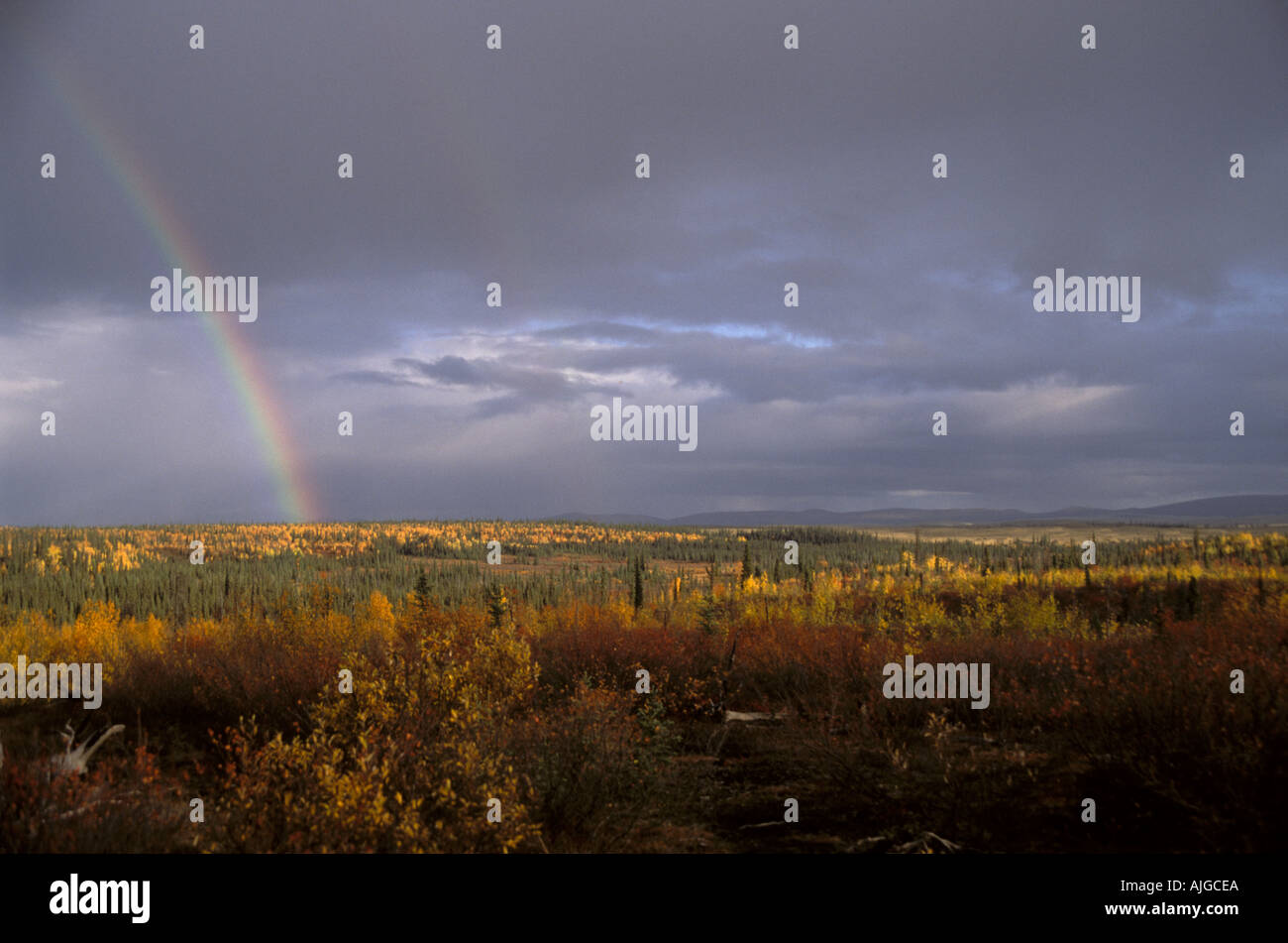 Boreal forest in autumn with rainbow far left Great Kobuk sanddunes ...