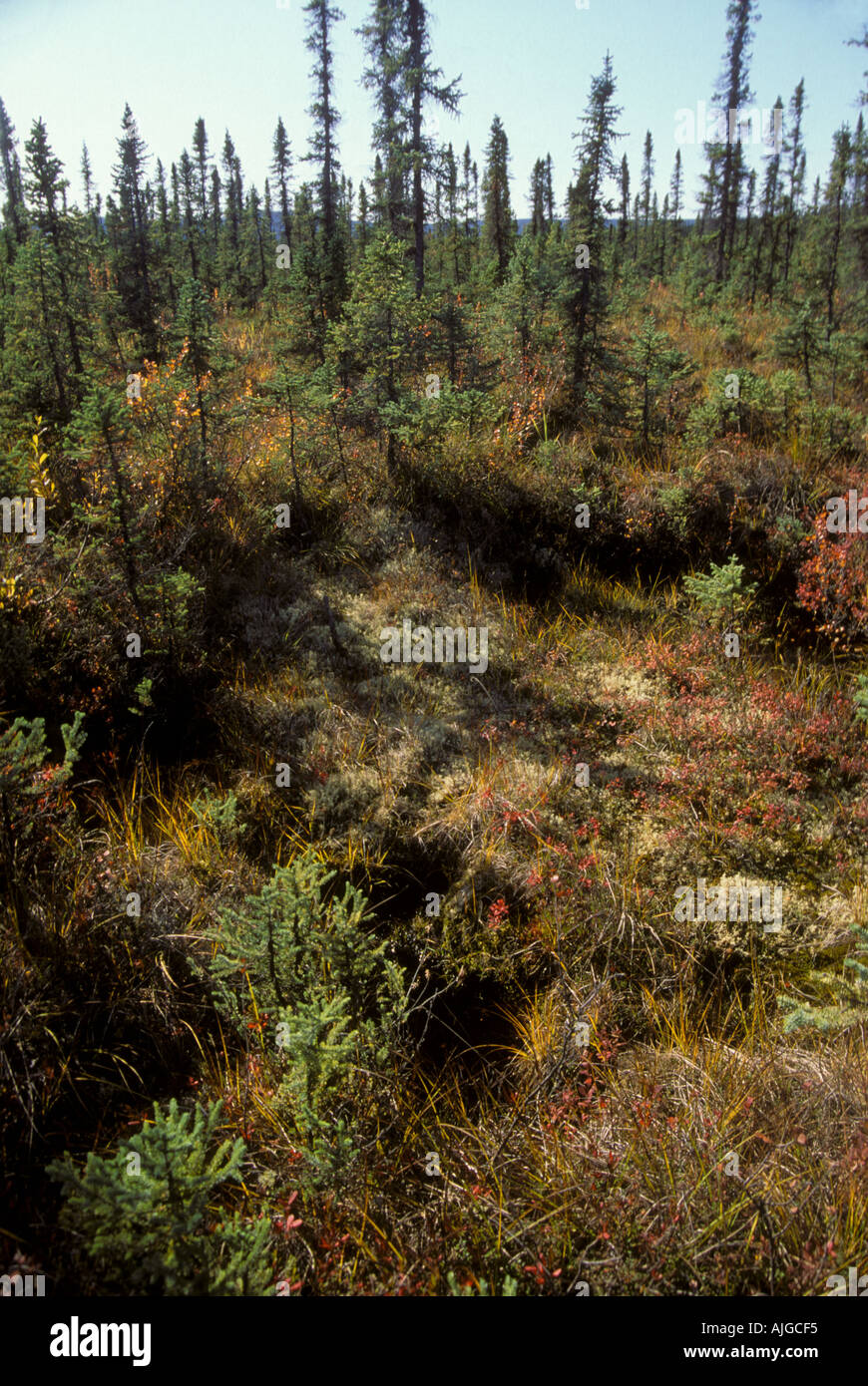 Boreal Forest with spruce blueberry and dwarf birch bushes Gates of the ...