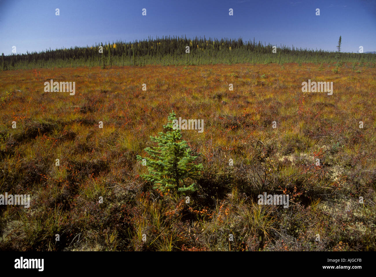 Bog on permafrost iwth hill with boreal forest along John River Gatres ...