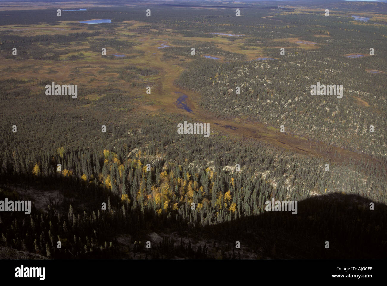 Boreal forest wetland on permafrost ground spruce cottonwood birch ...