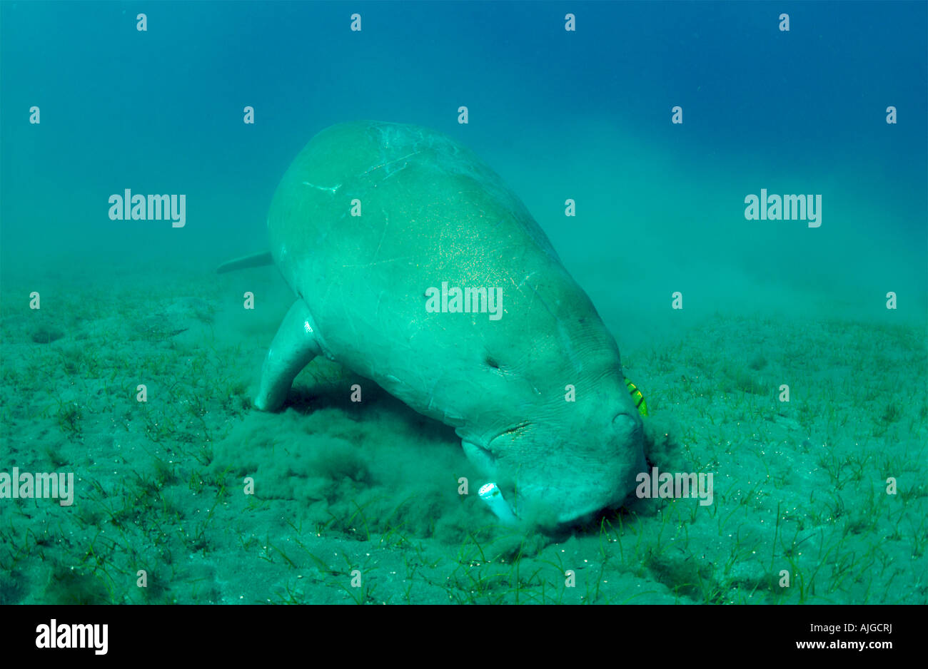 dugong in the Red Sea Egypt Stock Photo - Alamy