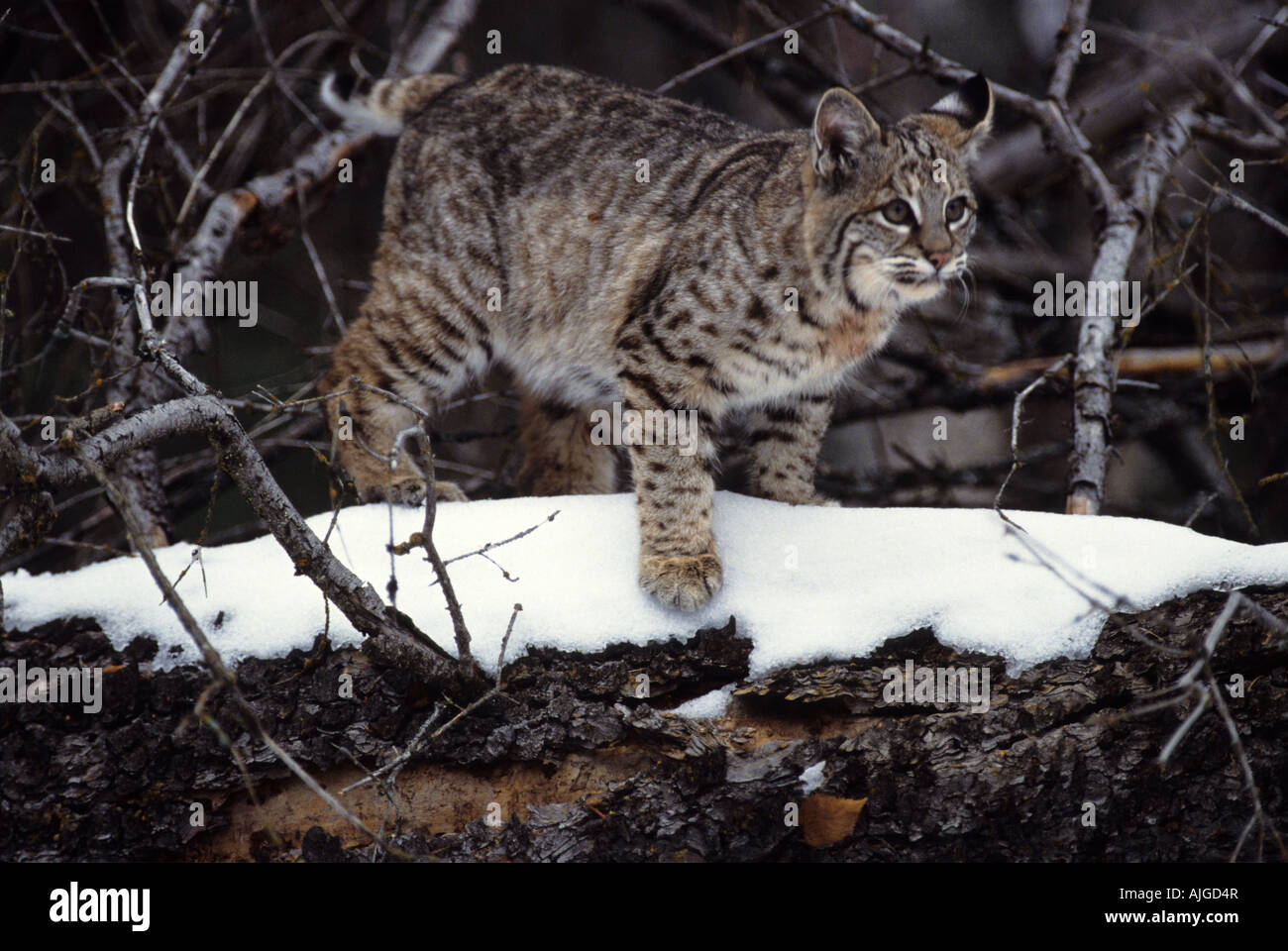 Bobcat (captive species) on a snow-covered log in winter Stock Photo ...