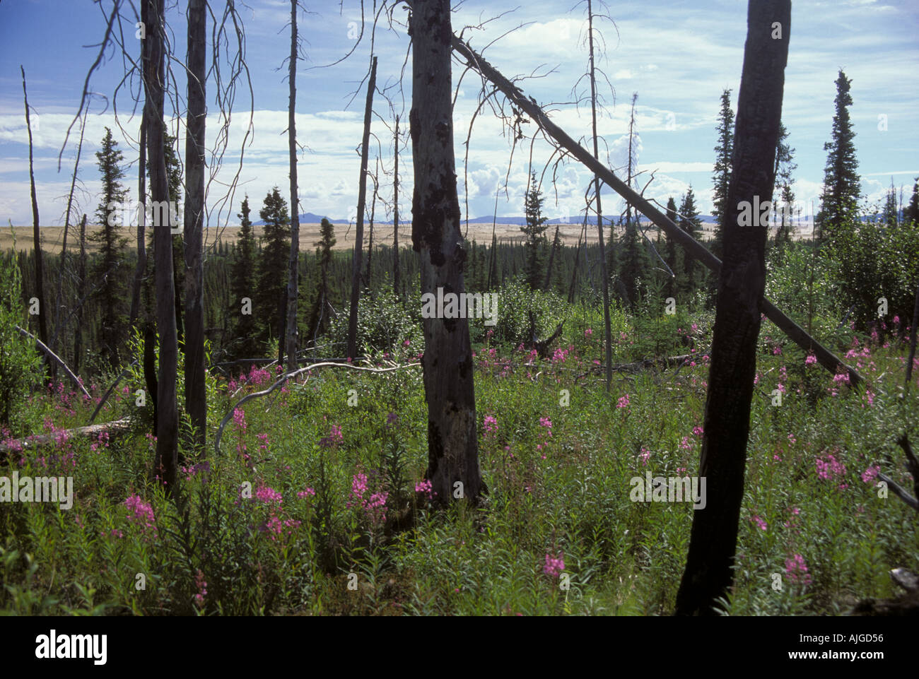 Recover from fire hi-res stock photography and images - Alamy