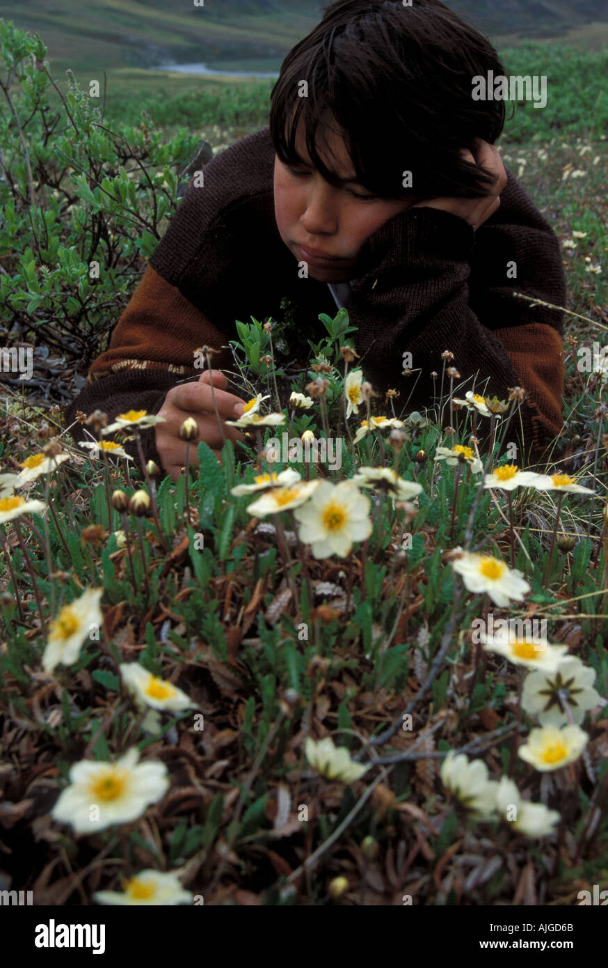 Inuit boy 11 laying in tundra watching Dryas octopetala flowers Arctic ...