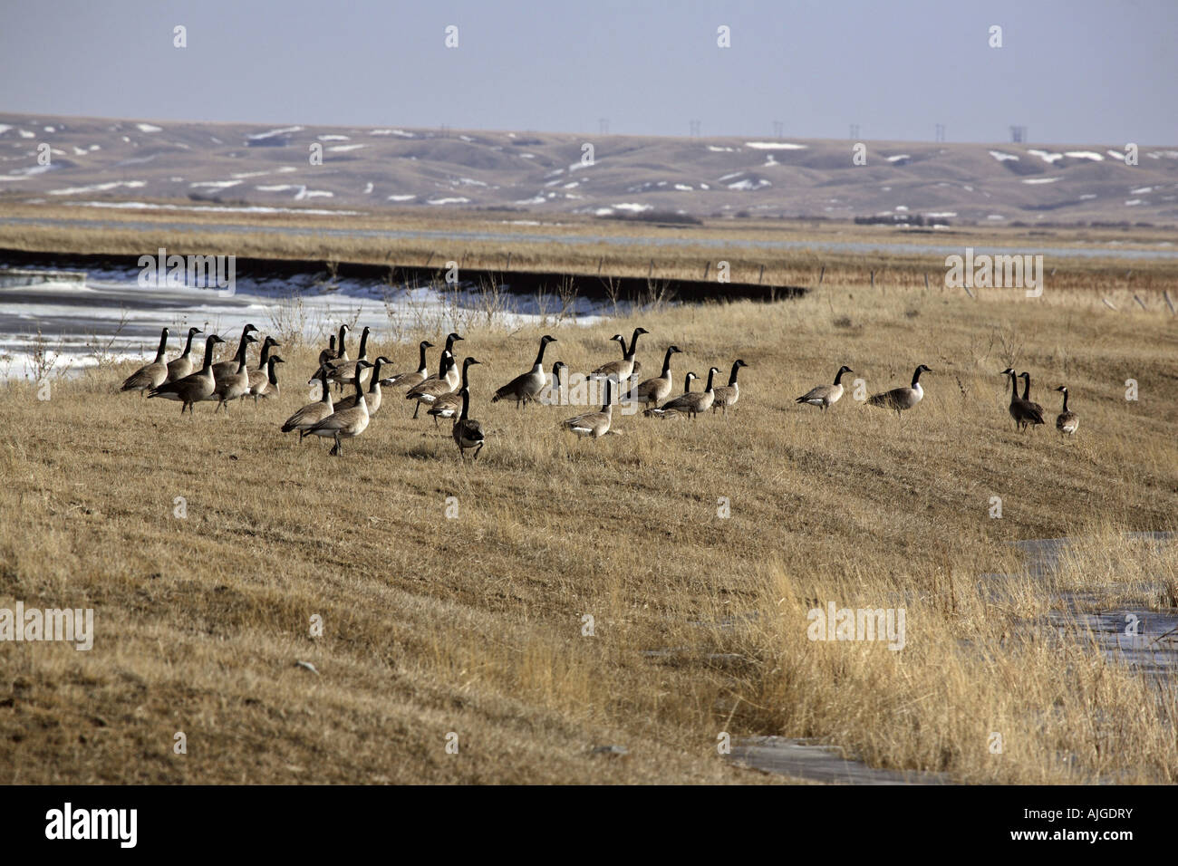 Early spring migration of Canada Geese Stock Photo - Alamy