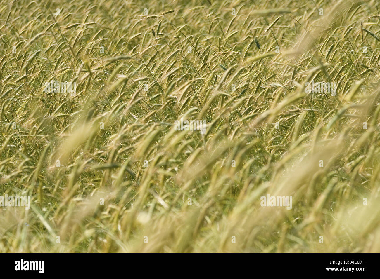 Field of wheat texture Stock Photo - Alamy