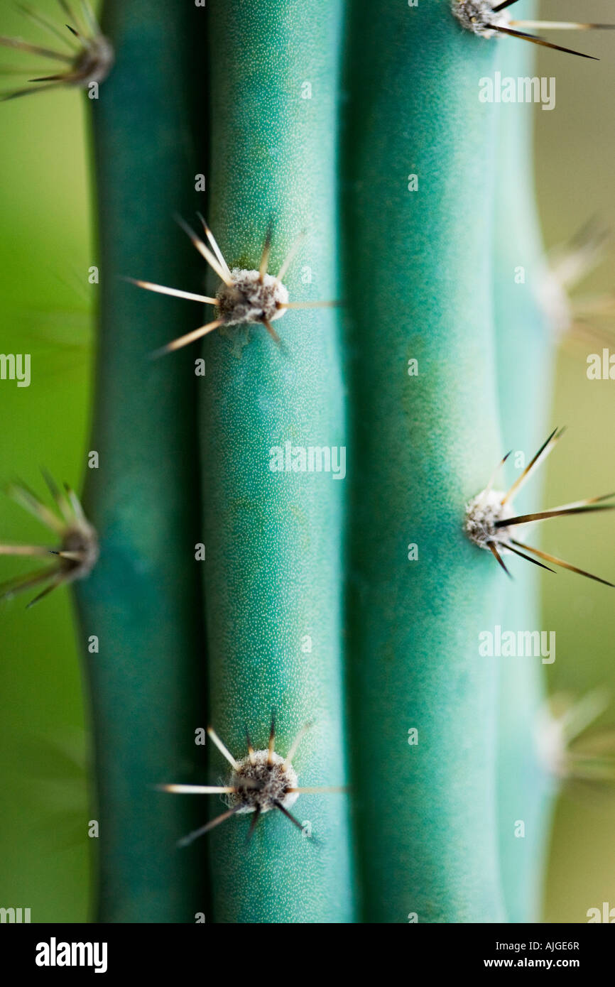 Cereus aethiops hi-res stock photography and images - Alamy
