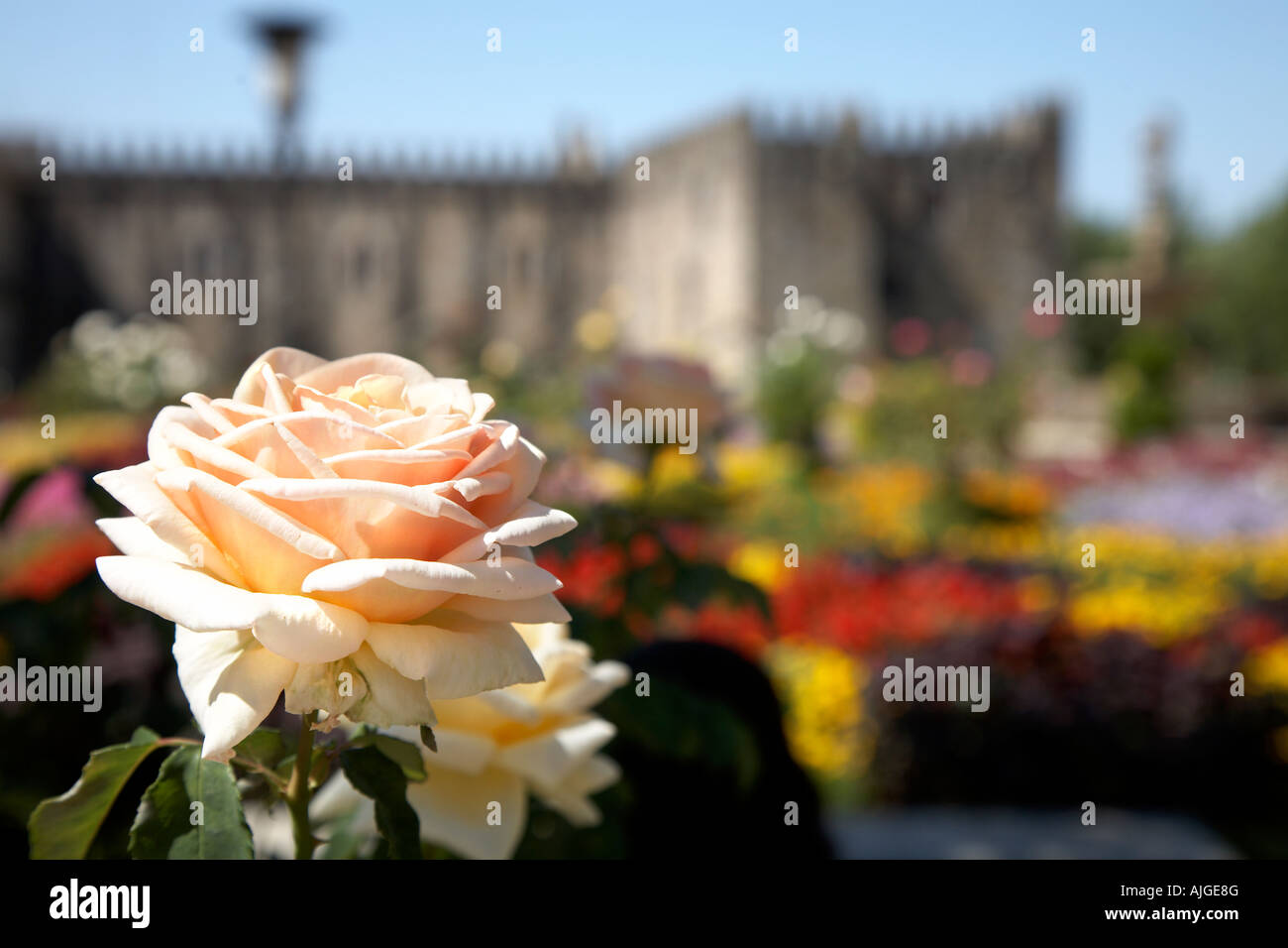 rose & castle Stock Photo - Alamy