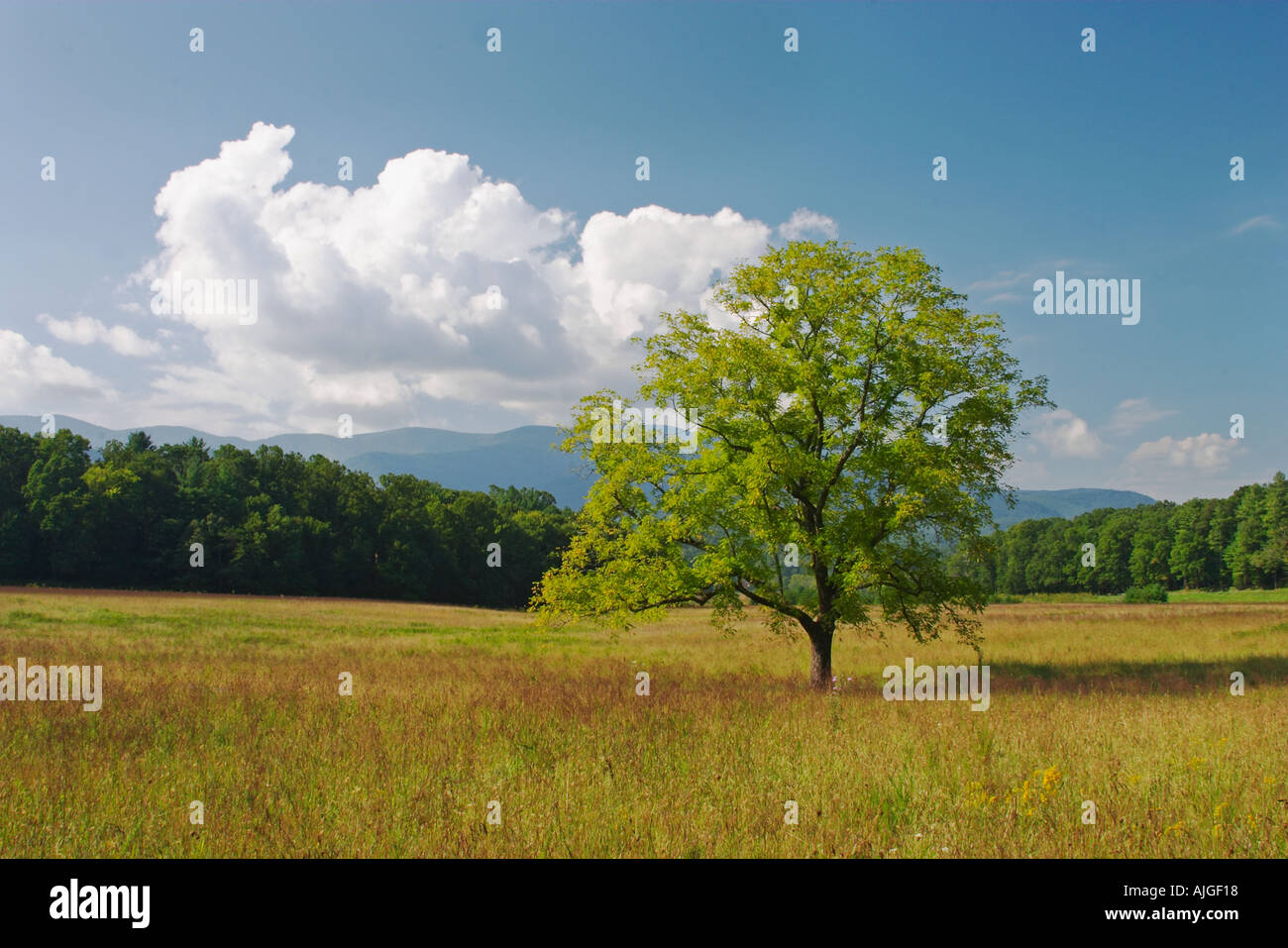 A single tree in Cades Cove Great Smoky Mountains National Park Stock ...