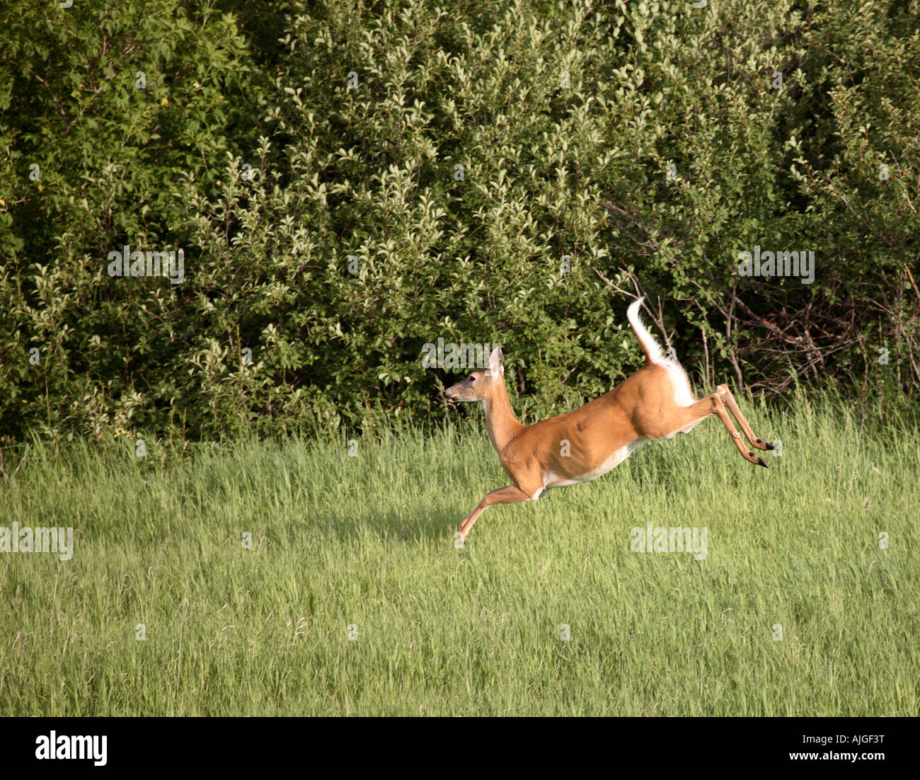 Leaping deer hi-res stock photography and images - Alamy