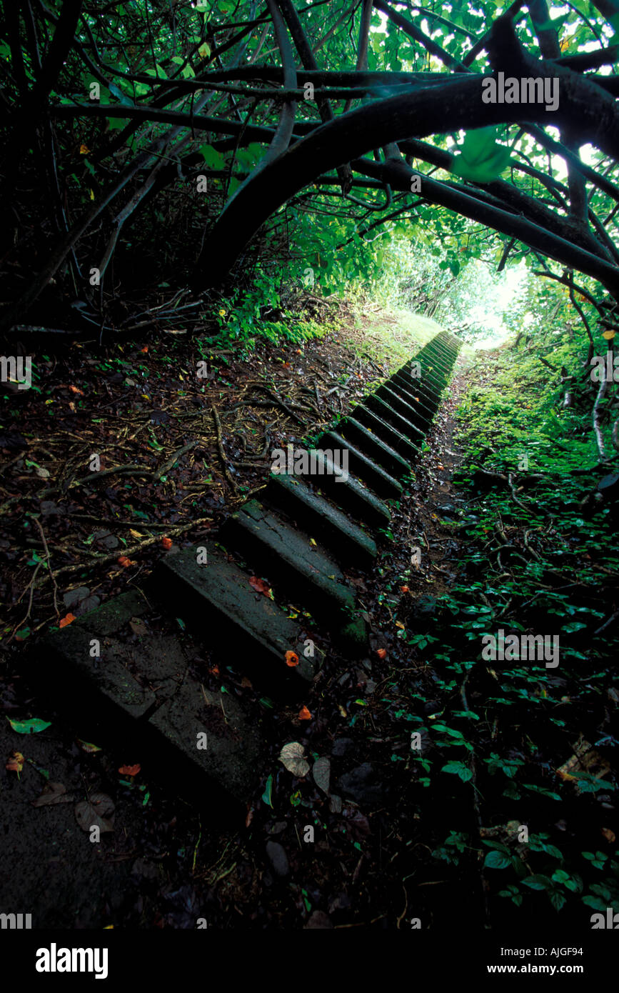 A stairway leads to a lookout on the road to Hana, Maui, Hawaii Stock ...