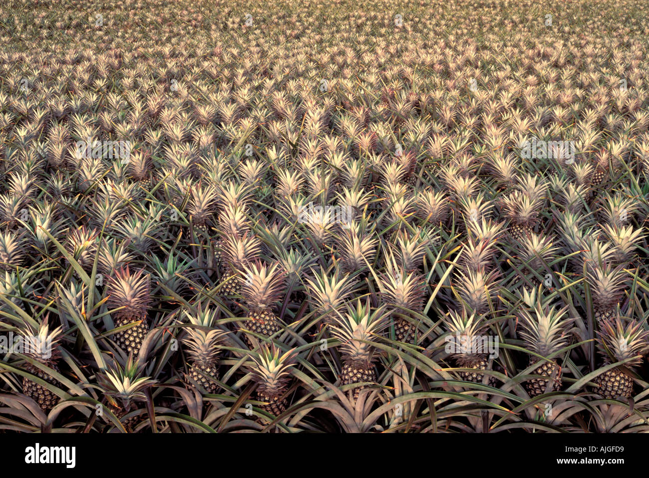 Maui pineapple farm hi-res stock photography and images - Alamy