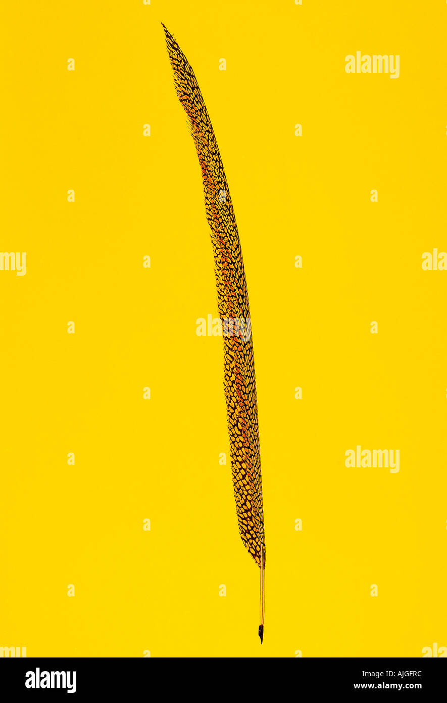 abstract yellow feather quill pen Stock Photo - Alamy