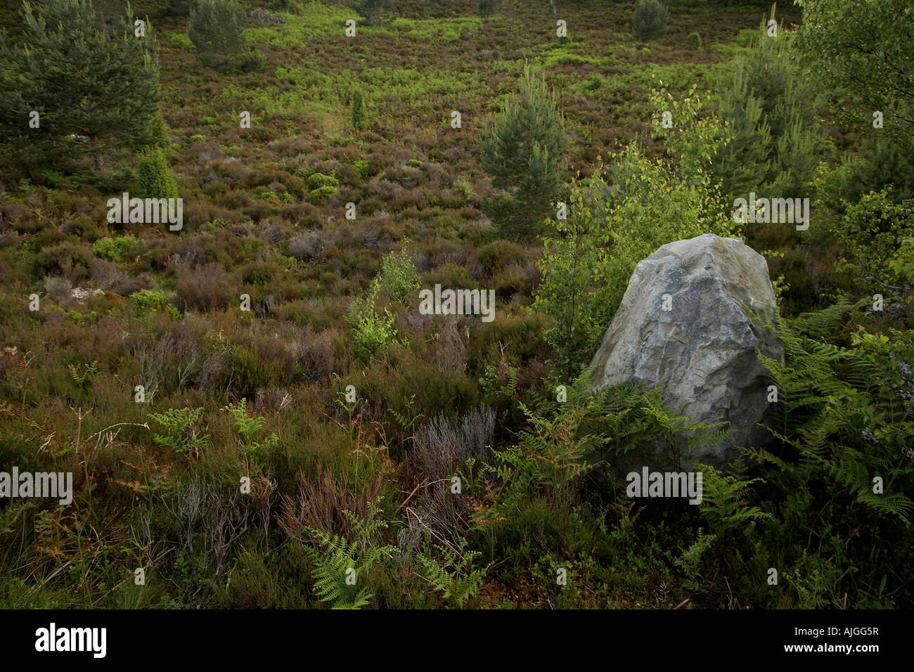 vegetation around Loch an Eleine Scotland Stock Photo - Alamy