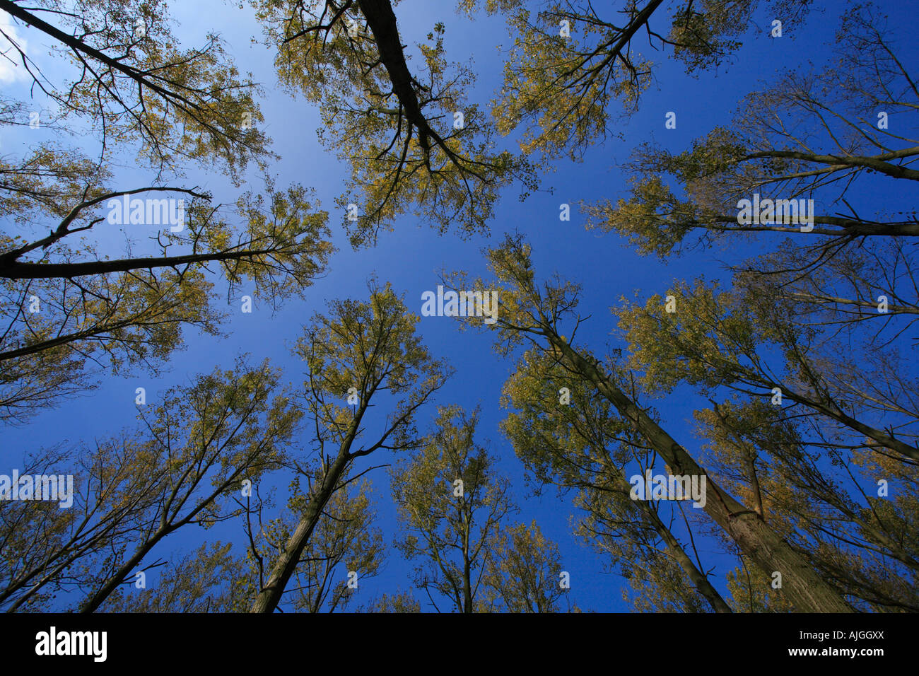 Looking up to the sky through trees Stock Photo - Alamy