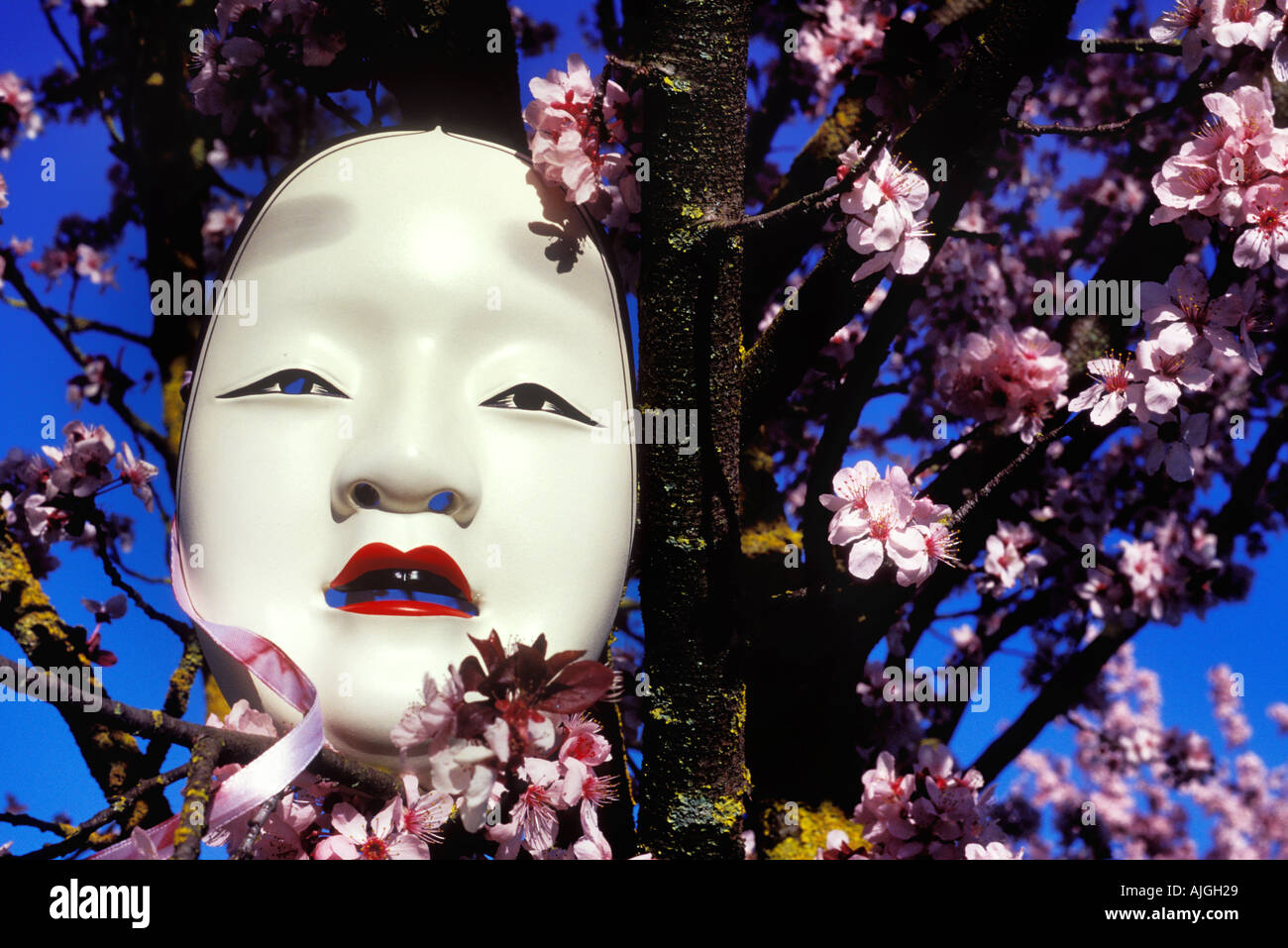 Noh mask in cherry blossom tree Stock Photo - Alamy