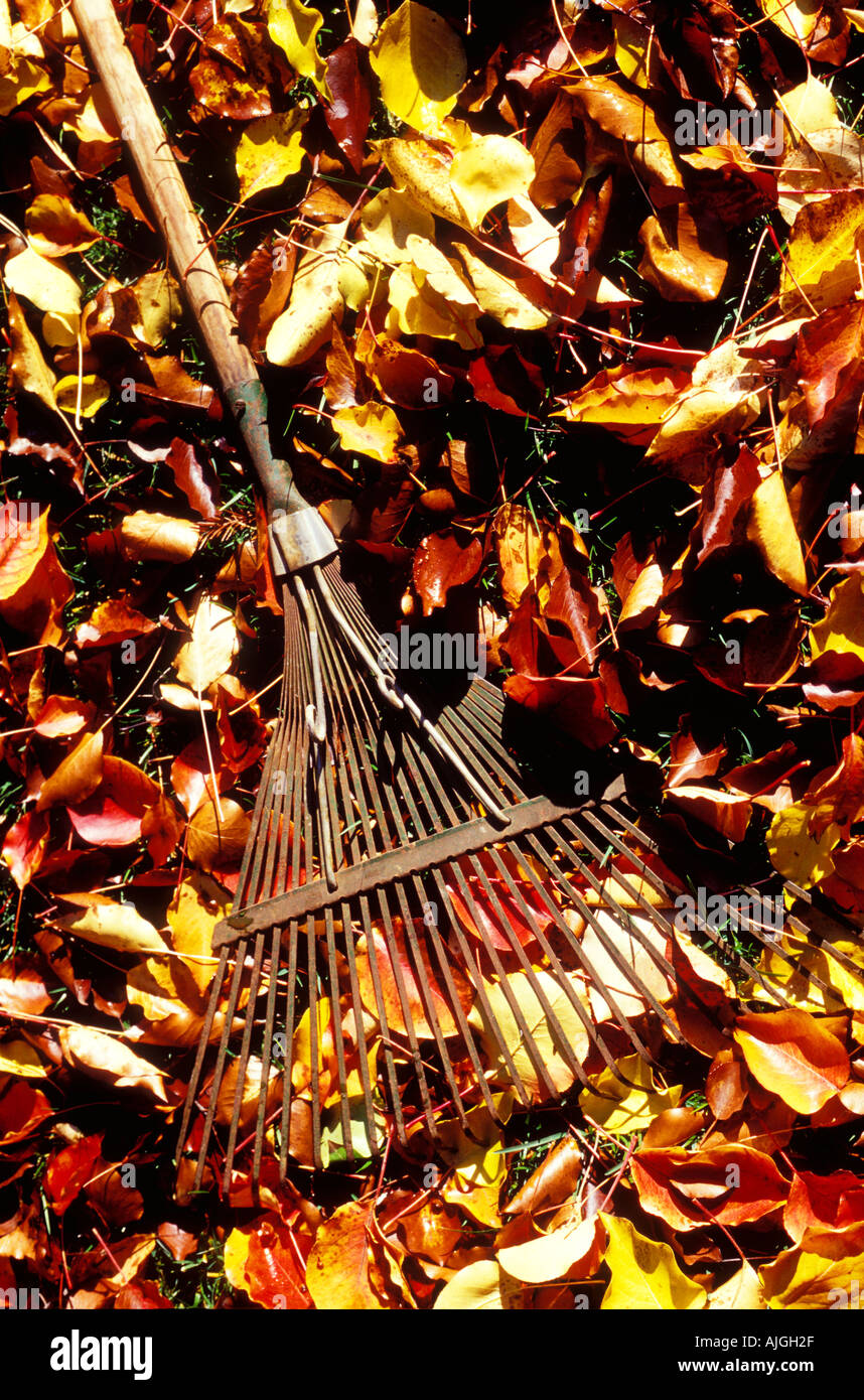 Carpet rake hi-res stock photography and images - Alamy