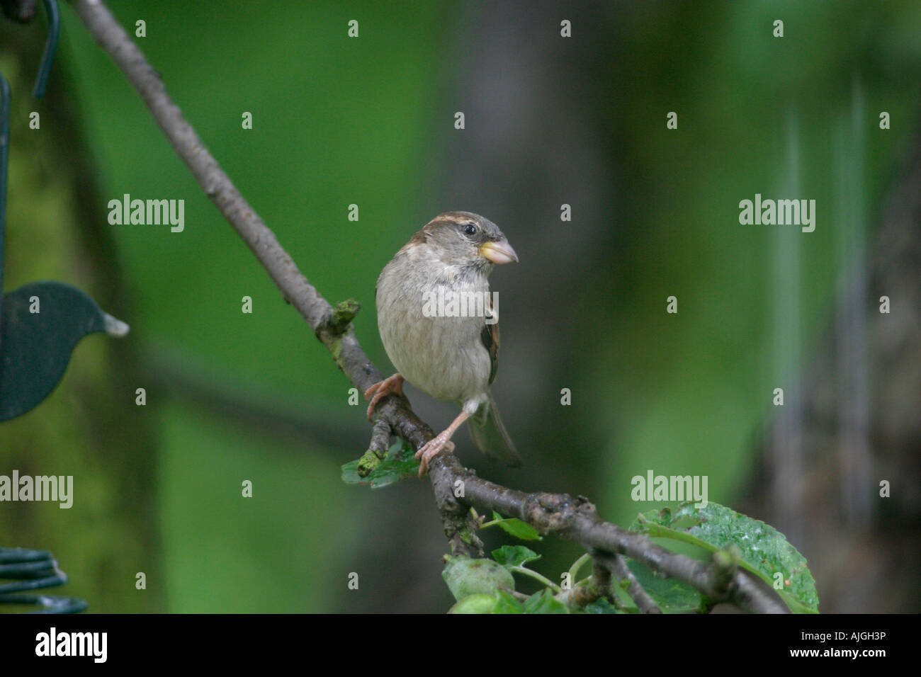 Female Tree Sparrow Passer montanus Garden bird on an apple tree Stock ...