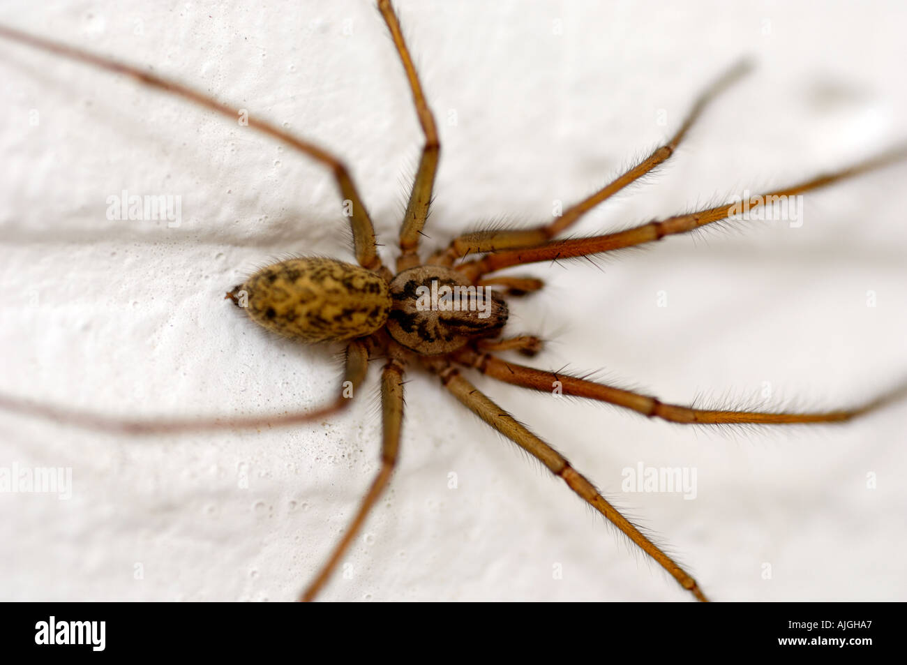 British garden spider closeup Stock Photo - Alamy