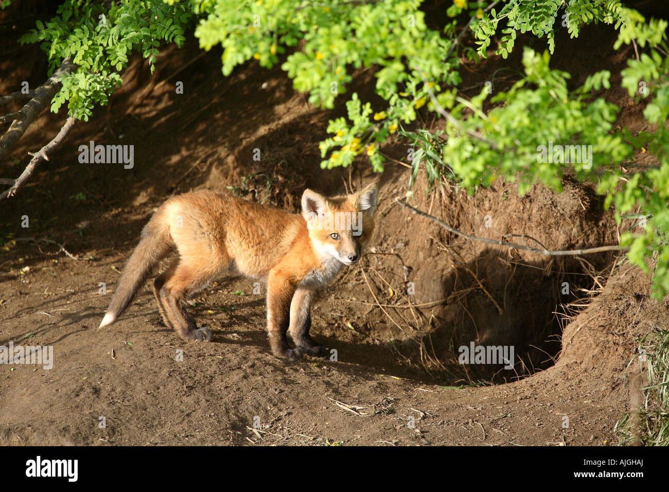 Red Fox kit near den entrance Stock Photo - Alamy