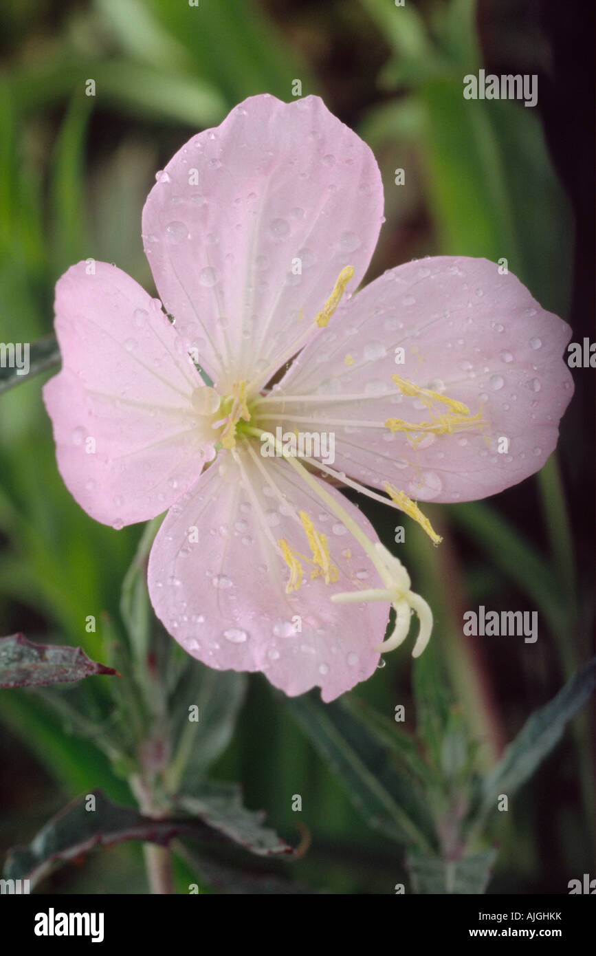 Oenotheras hi-res stock photography and images - Alamy