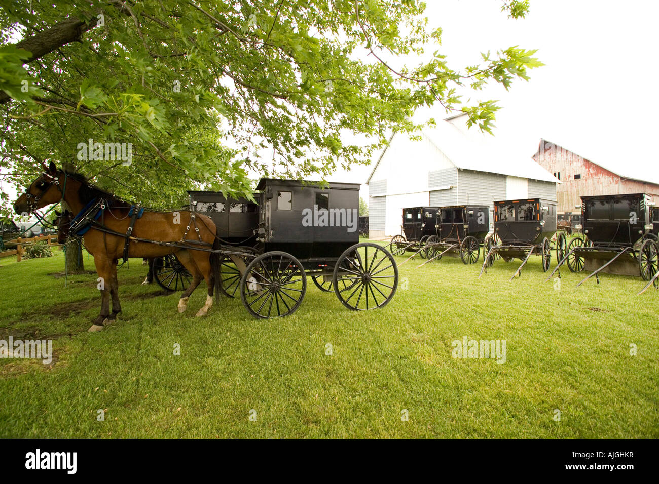 Amish horse buggies parked hi-res stock photography and images - Alamy