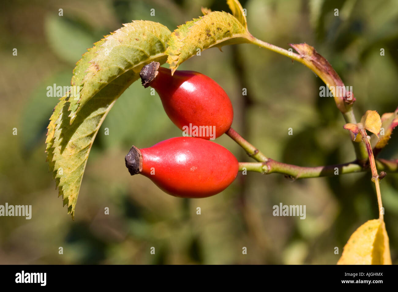 Closeup bright red rose hips or haws on wild dog rose Rosa canina ...