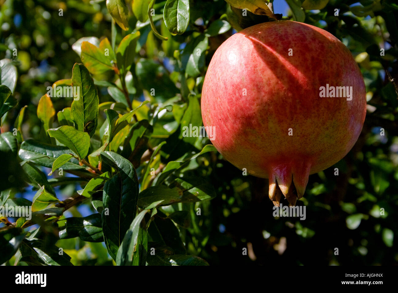 Pomegranate hanging on tree Stock Photo - Alamy