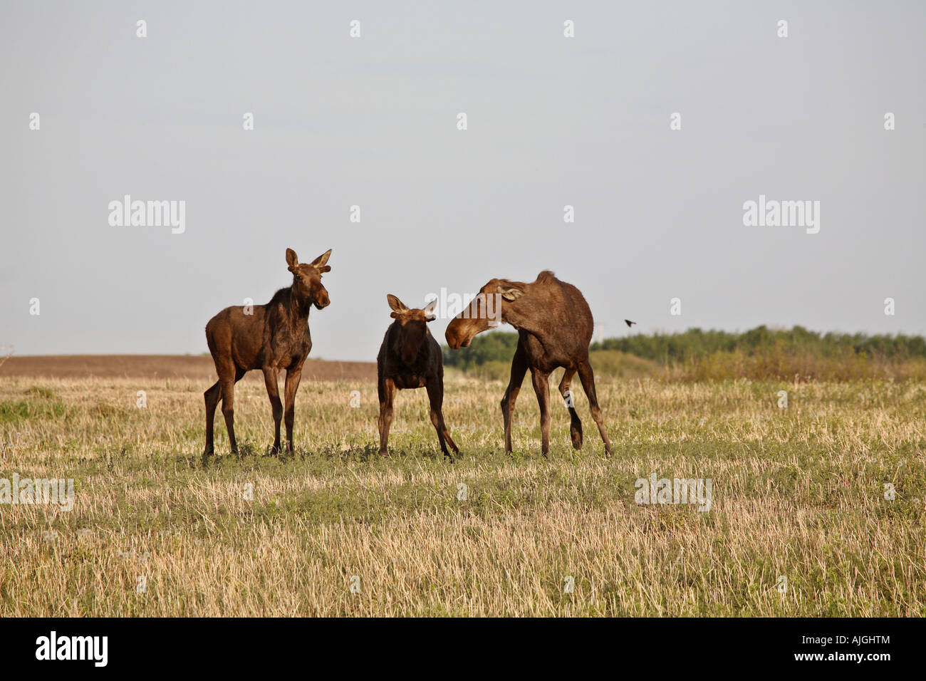 Cow moose with male offspring Stock Photo - Alamy