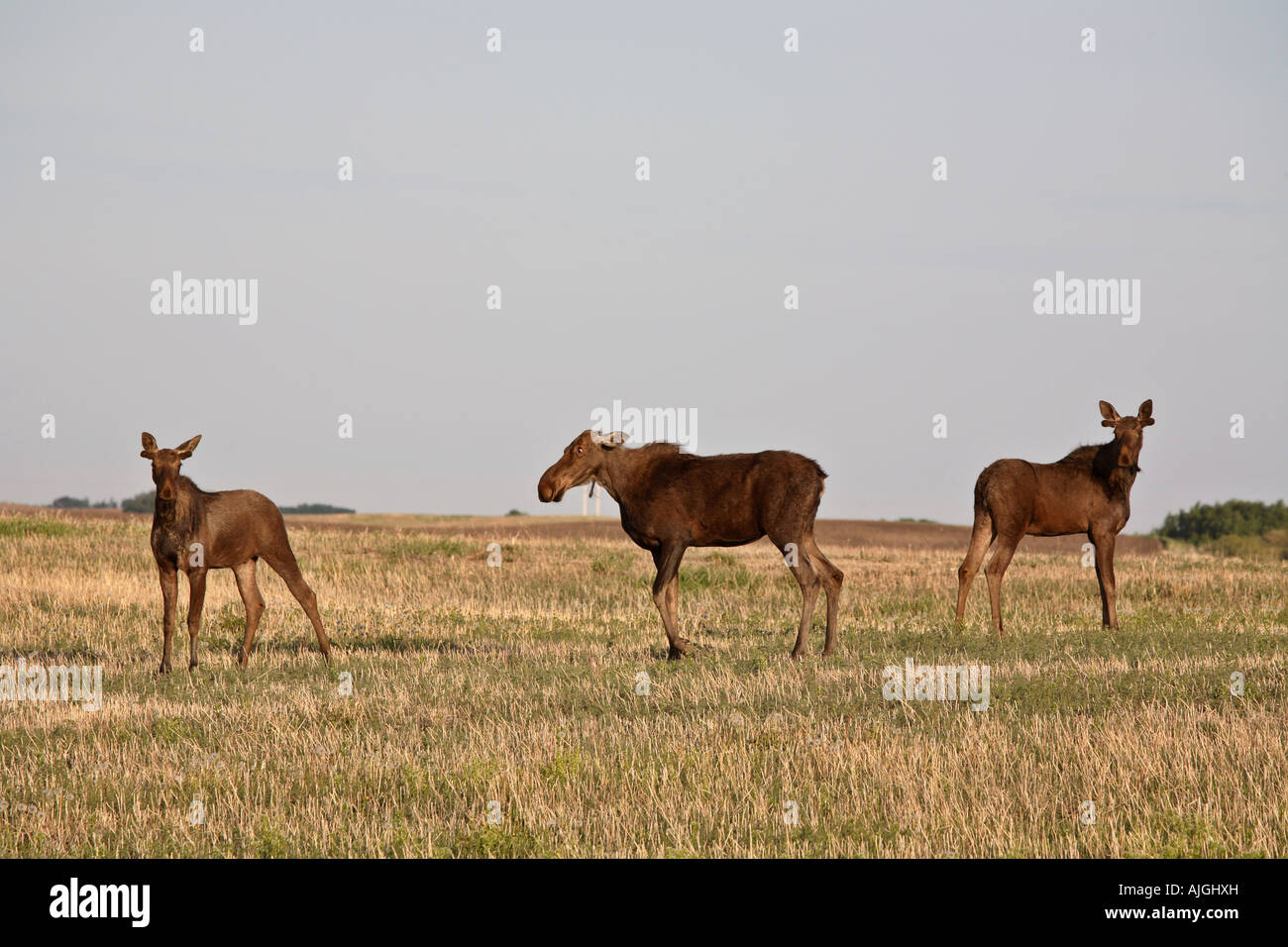 Cow moose with male offspring Stock Photo - Alamy