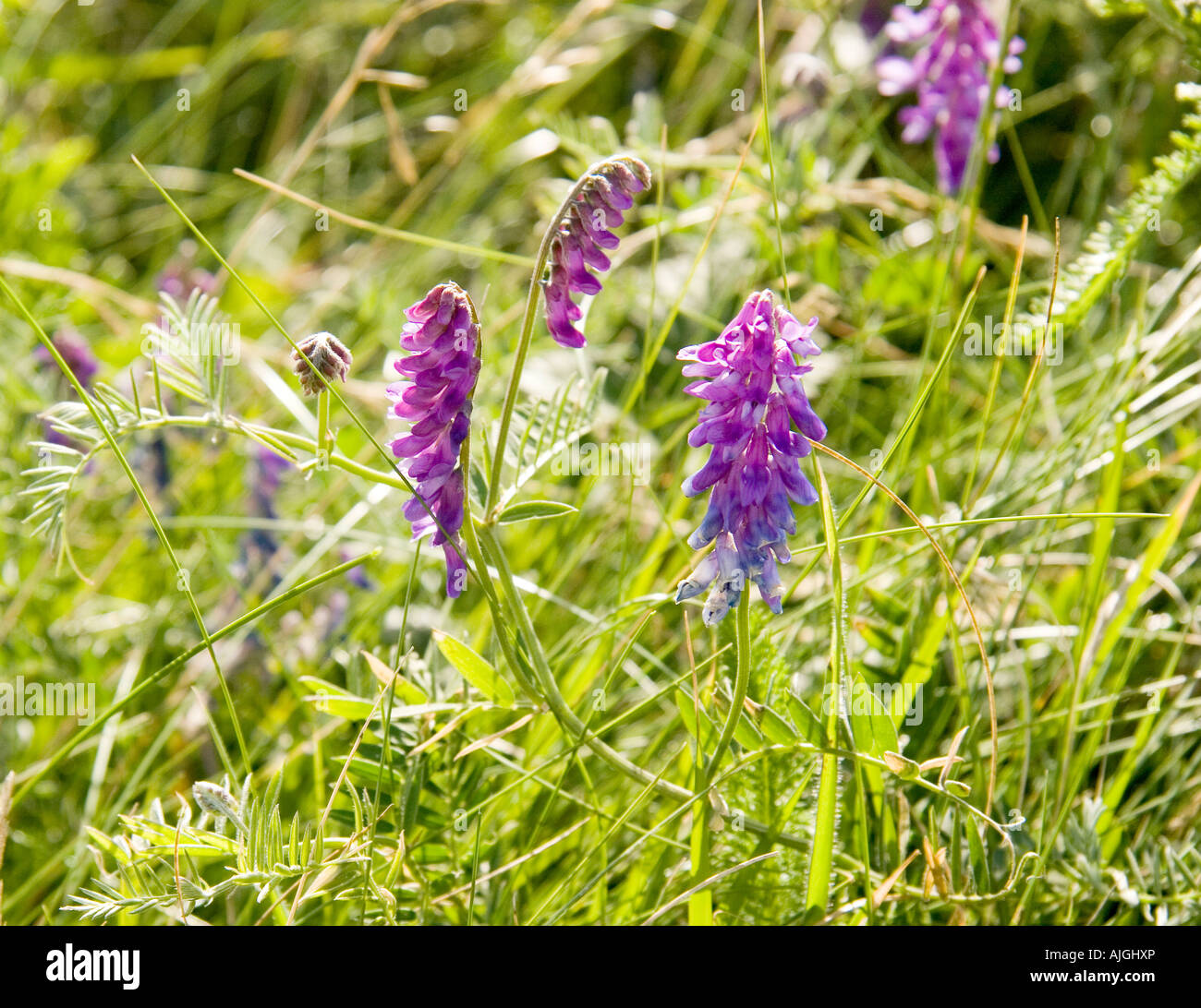 Whole plant and flowers of Tufted Vetch Vicia cracca Stock Photo - Alamy