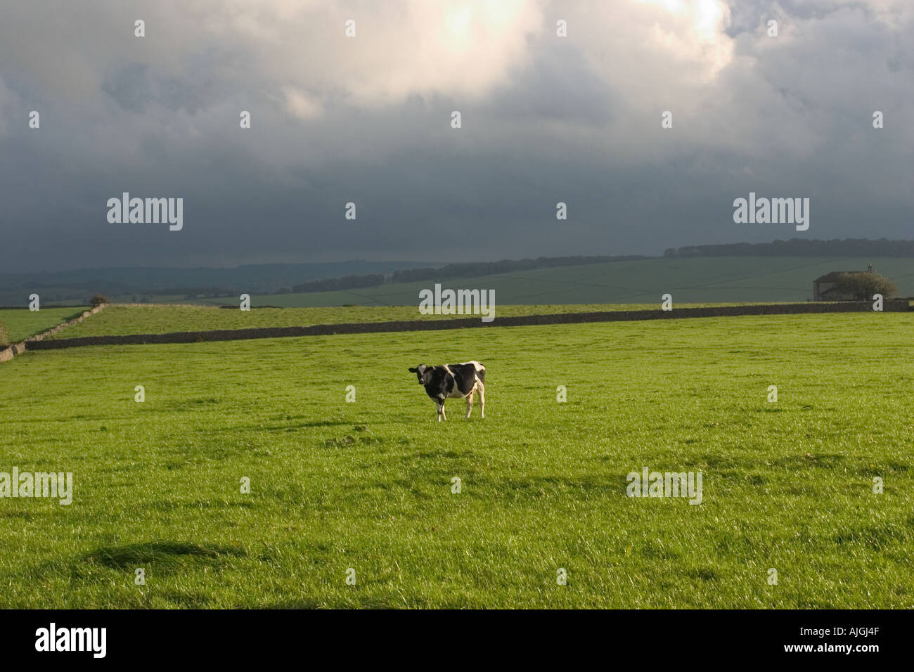 Bored cow hi-res stock photography and images - Alamy