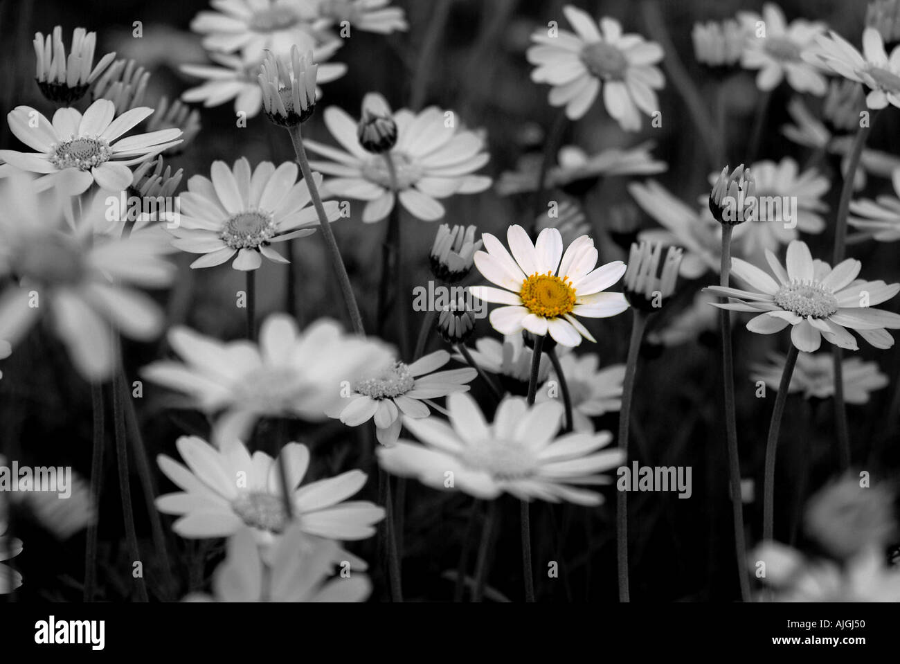 Black And White Photography With One Color Flowers