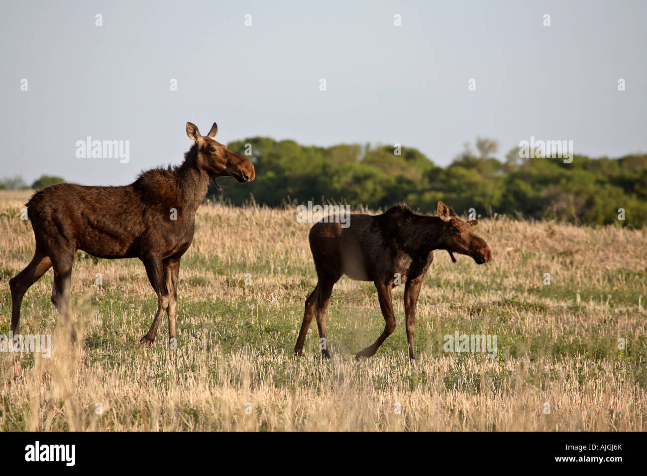 Moose in Saskatchewan field Stock Photo - Alamy