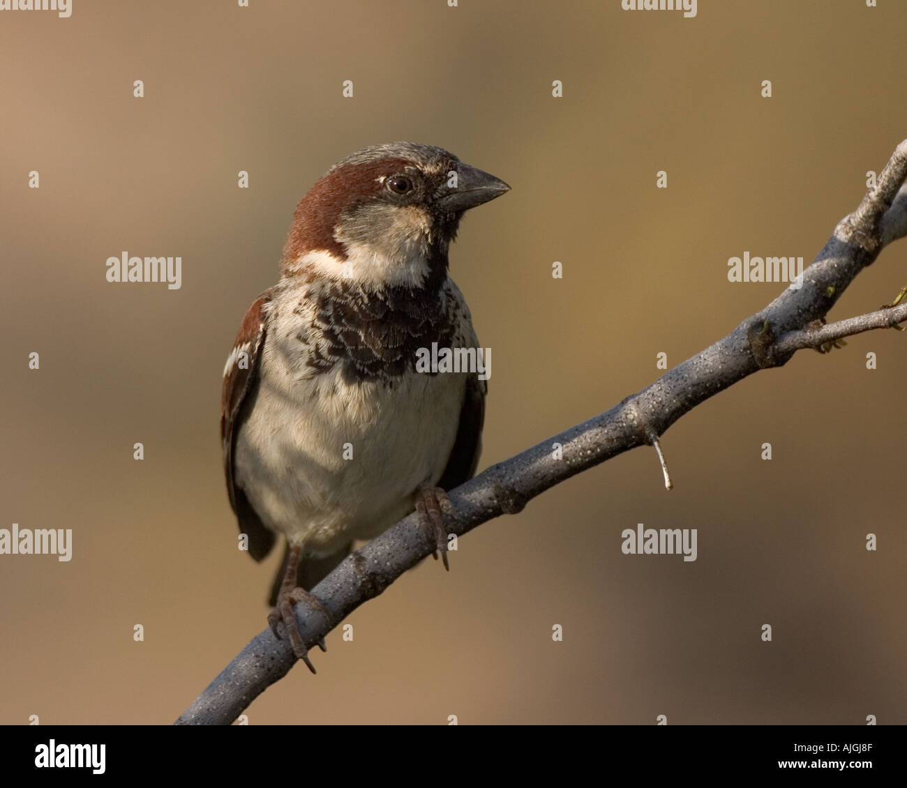 Sparrow aviary hi-res stock photography and images - Alamy