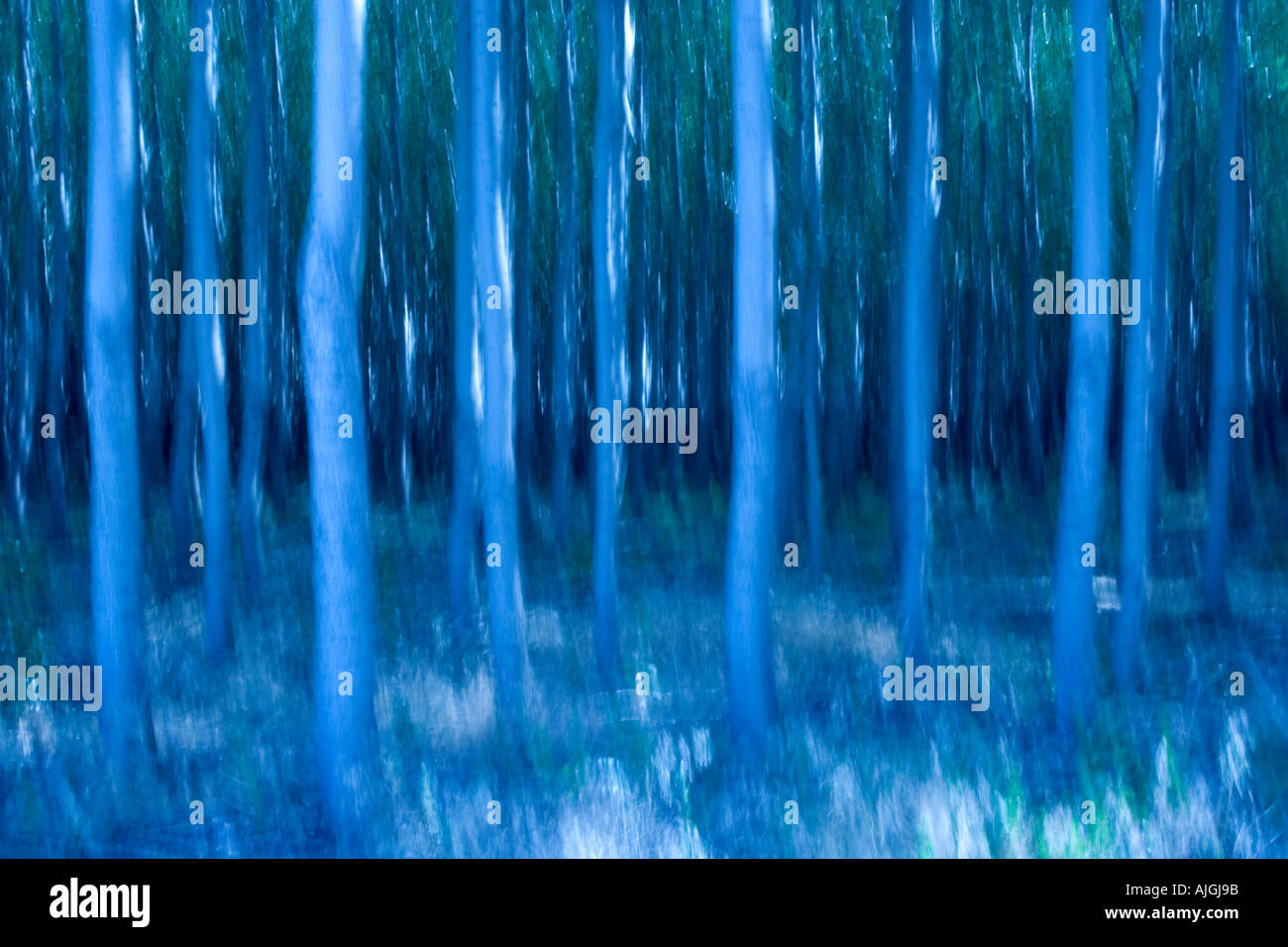 Abstract moody blue forest Stock Photo - Alamy