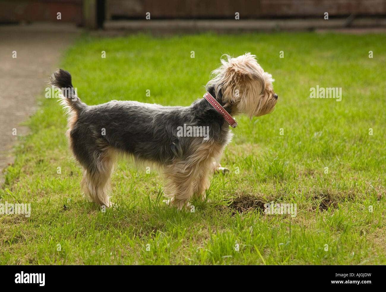 Yorkshire Terrier dog side view Stock Photo - Alamy