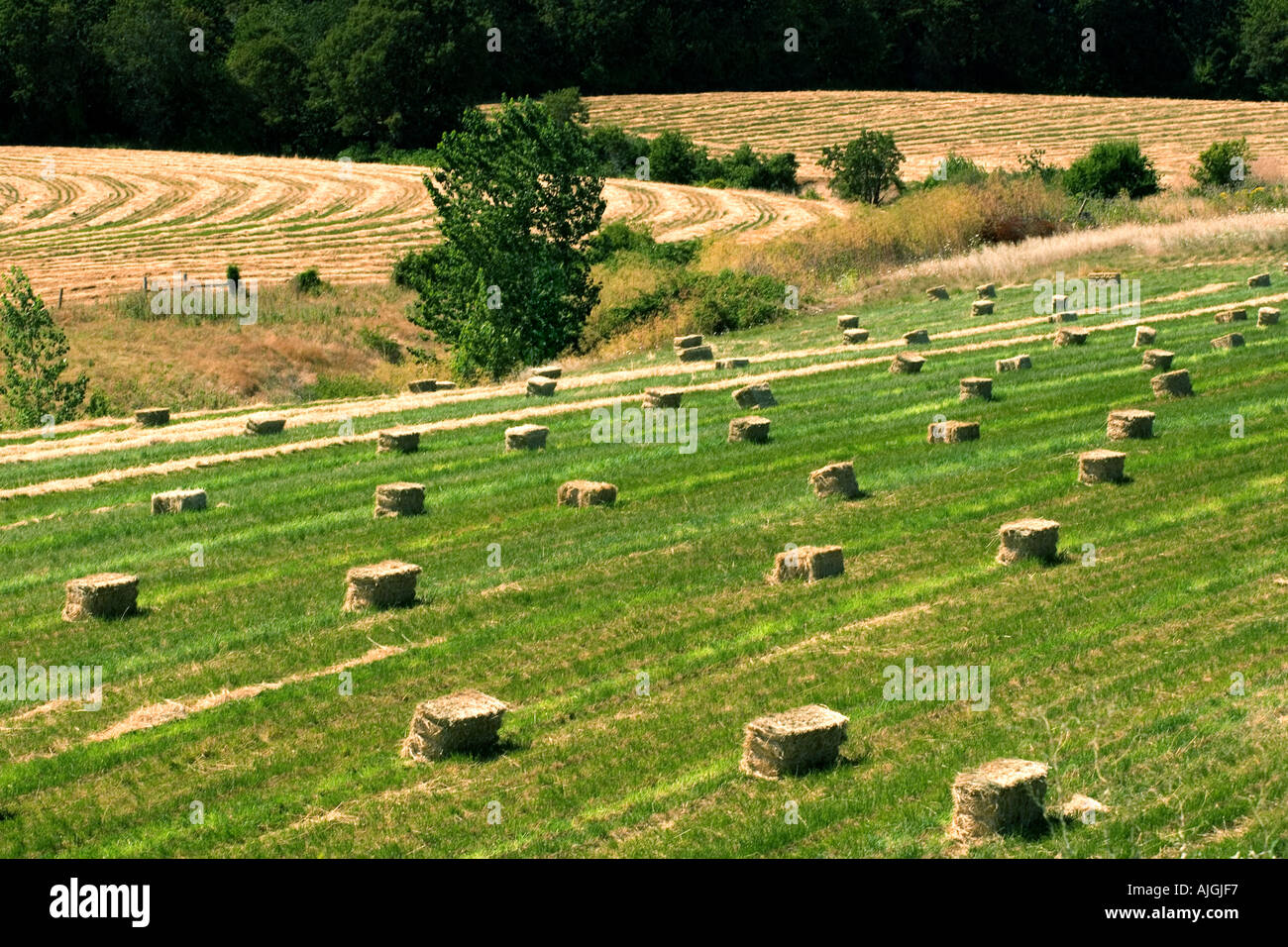 Baling central hi-res stock photography and images - Alamy